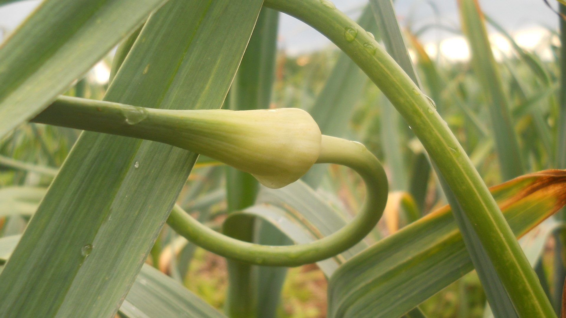 Fleur d’ail – recettes – Les Jardins d'Arlington