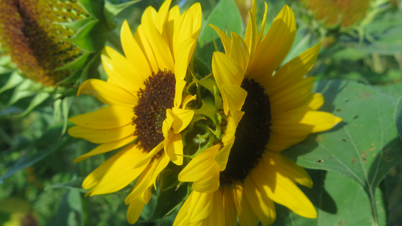 Sun and Sunflowers – Arlington Gardens